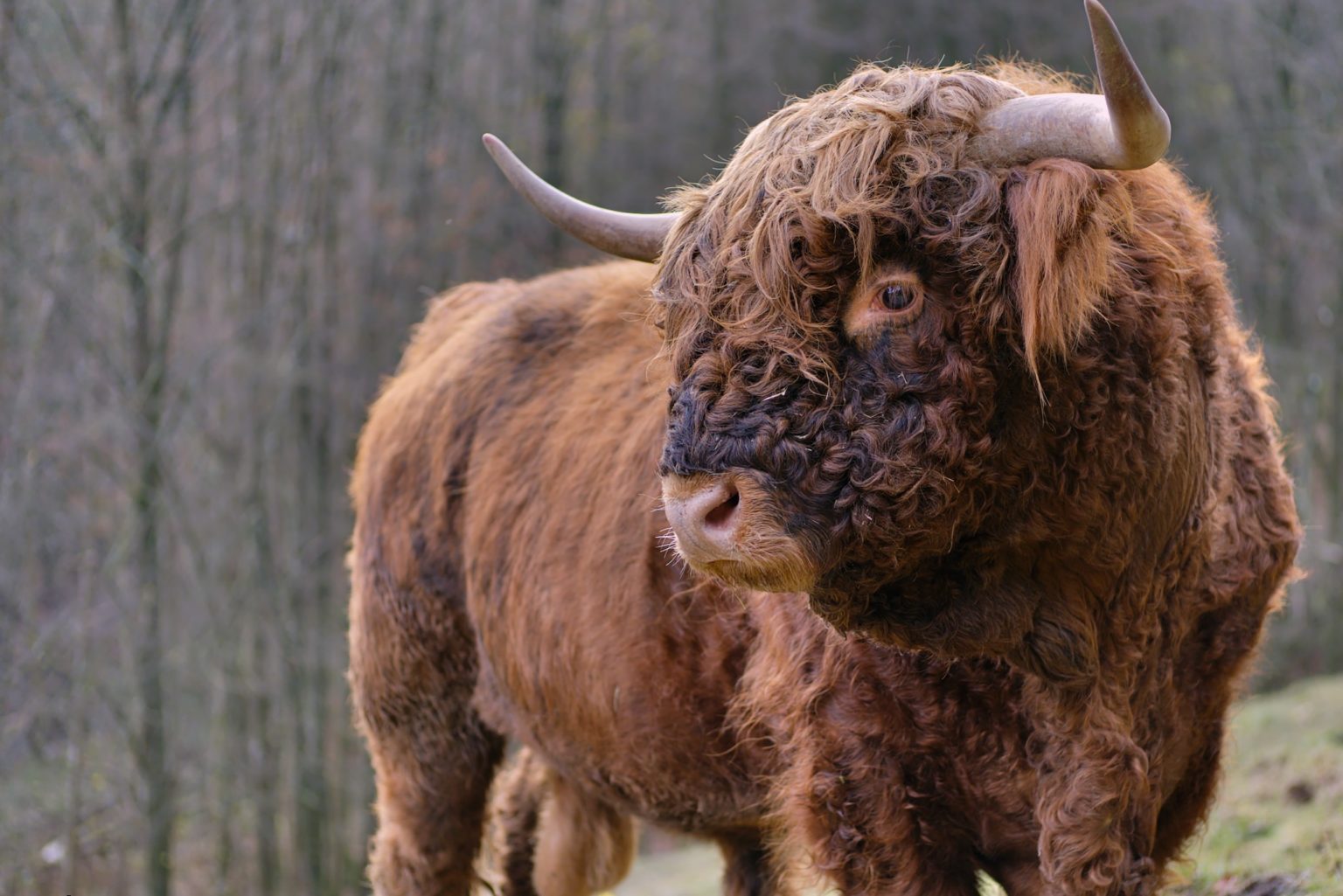 Schottisches Hochlandrind – Foto Maximini
