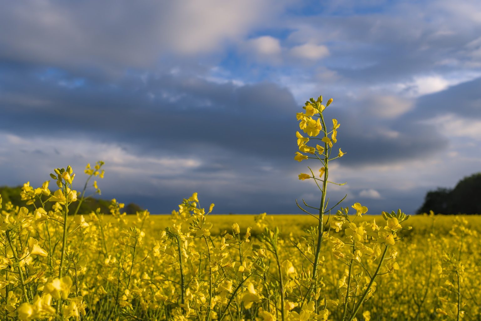 Raps Felder im Westerwald – Foto Maximini