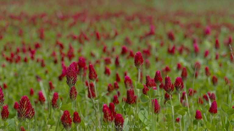 Ein Meer aus Inkarnat Klee – Foto Maximini