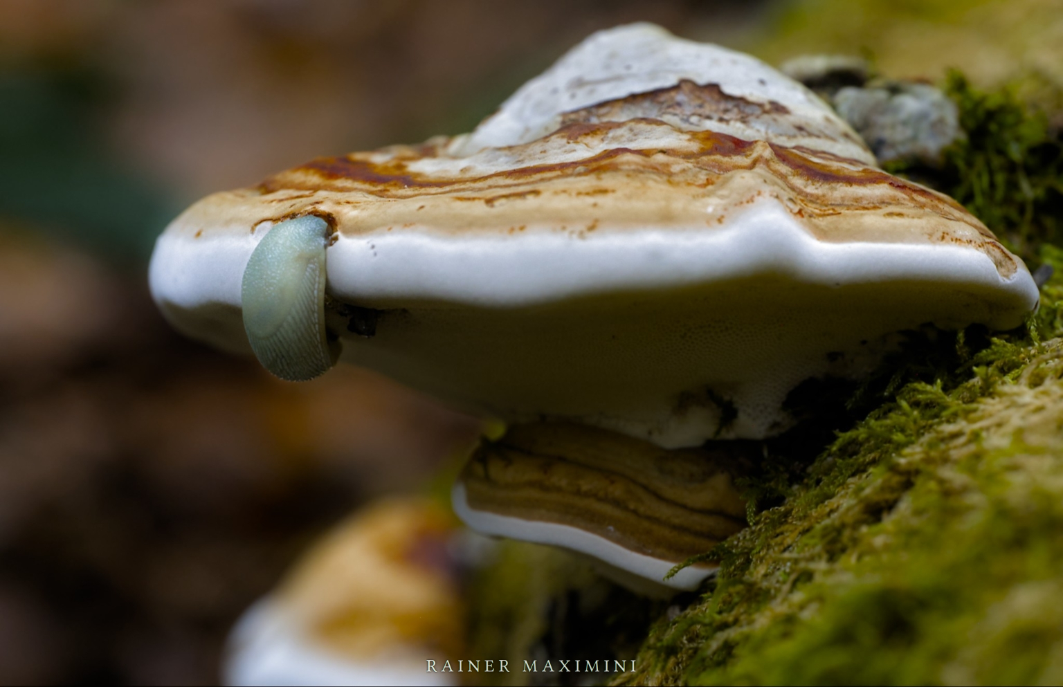 Bouldern am Zunderschwamm – Foto Maximini